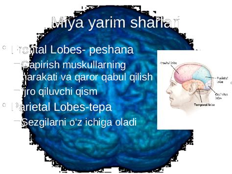 Bosh miya va uning tuzilishi Медицина Презентации