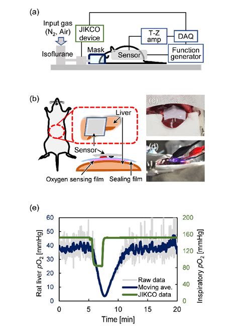 A Schematic Of Animal Experiment B D Outline And Photographs Of