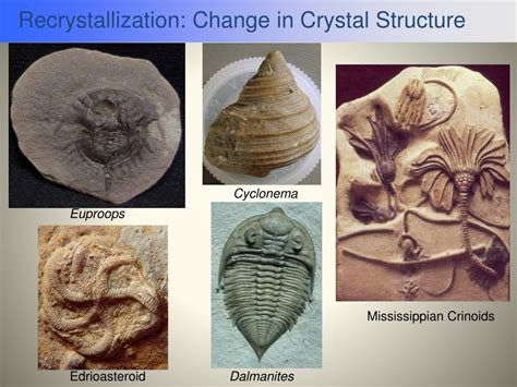 Ppt Fossilization And Fossils Powerpoint Presentation Free Download
