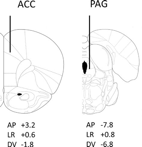Figure From Role Of The Anterior Cingulate Cortex In The Control Of Micturition Reflex In A