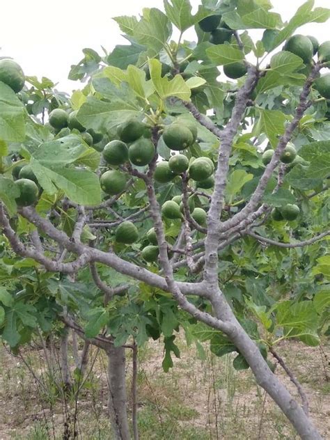 Созревшие инжирные плоды на деревьях в поле
