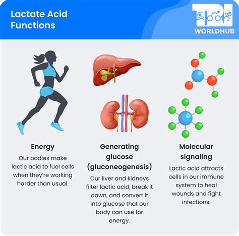 What Supplement Helps Reduce Lactic Acid Triworldhub