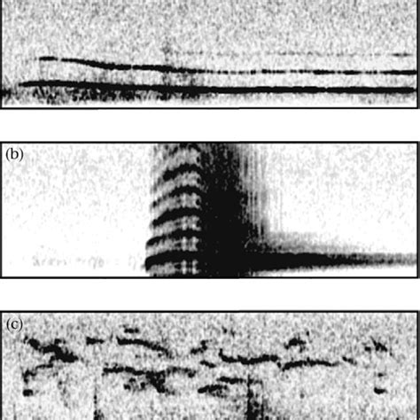 Representative Spectrograms Of Three Ultrasonic Vocalization Calls A Download Scientific