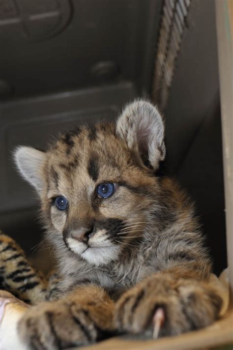 Cute Cougar Telegraph