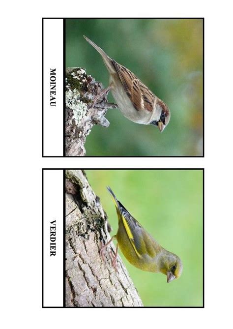 Imagier Des Oiseaux De Chez Nous Page 3
