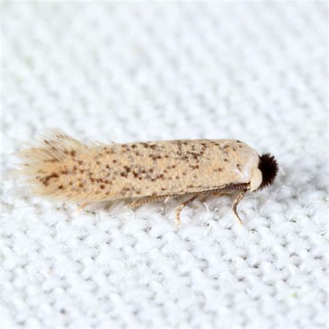 Pygmy Leafmining Moth Zimmermannia BugGuide Net