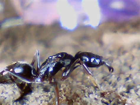 Doido Por Formigas A Nova Odontomachus Bauri