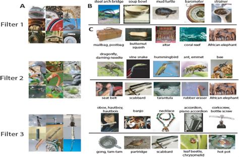 Explainable Convolutional Neural Networks A Taxonomy Review And Future Directions