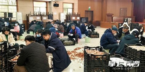明春浪漫上线，长沙园林生态园百亩郁金香本周下种完毕 民生 长沙晚报网