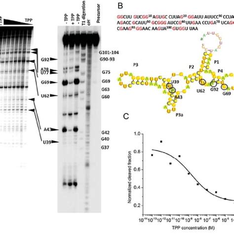 Functional Composition Of Tpp Riboswitch Regulons Across Different Download Scientific Diagram