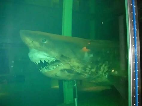 Rosie The Shark 2024 Tickets Edna Nichol