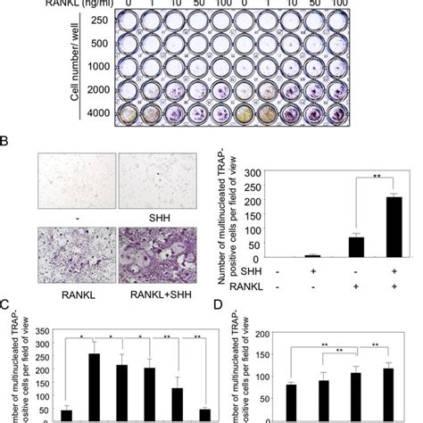 Hedgehog Stimulated Osteoclast Formation Of Raw2647 Cells Cd11b