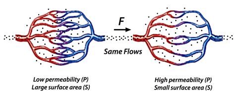 Ktrans And Permeability Questions And Answers In MRI