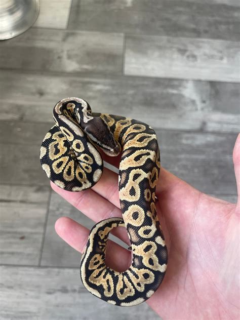 Pastel Gravel Het Red Axanthic Ball Python By Slither Company Morphmarket
