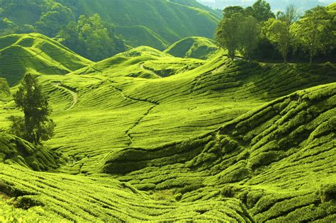 日出观的茶叶种植园景观马来西亚金马伦高原图片下载 觅知网