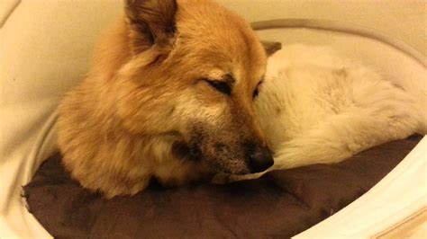 唐狗美麗嬲嬲豬 Youtube