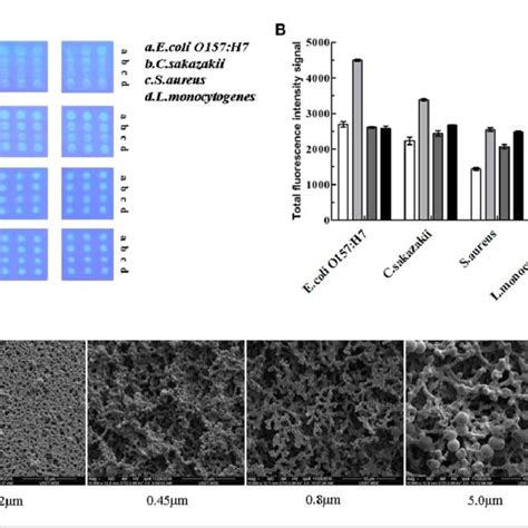 Selection Of Nitrocellulose Nc Membrane A The Spotting Results Of
