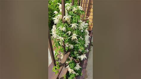 Клематис альпийский (княжик) Вилли (Clematis alpina Willy) - YouTube