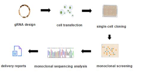 Construction Of Crisprcas9 Knockout Cell Lines Kmd Bioscience
