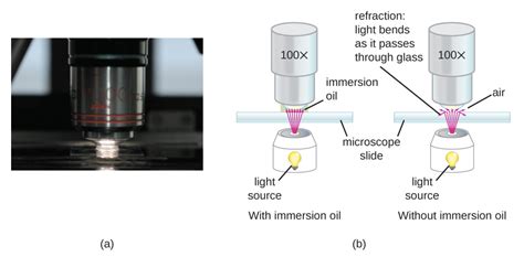 How To Use A Microscope Tutorial Sophia Learning