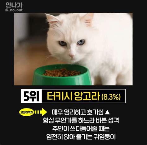 한국인들이 가장 많이 키우는 고양이 인스티즈 instiz 이슈 카테고리