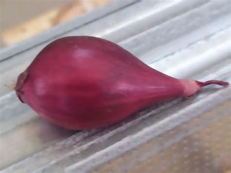Купить семена Лук севок РЕД БАРОН (500г.) ElitaSeeds | Golandka.com