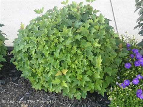 Cranberry Dwarf European Cheyenne Tree Farm Trees Shrubs