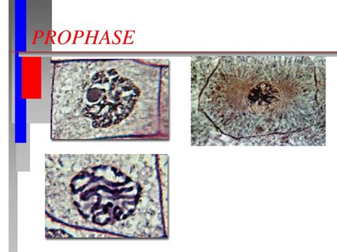 The Life Cycle Of The Cell And Mitosis Ppt Download