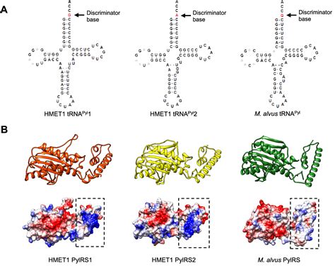 Figure 2 From The Trna Discriminator Base Defines The Mutual
