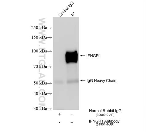 Ifngr1 Antibody 31951 1 Ap Proteintech