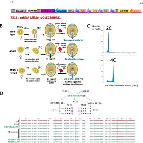 Ploidy And Genotype Of Progeny Plants Of Transformation Events