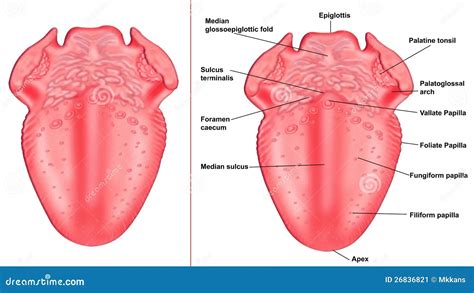 Labelled Diagram Of Tongue