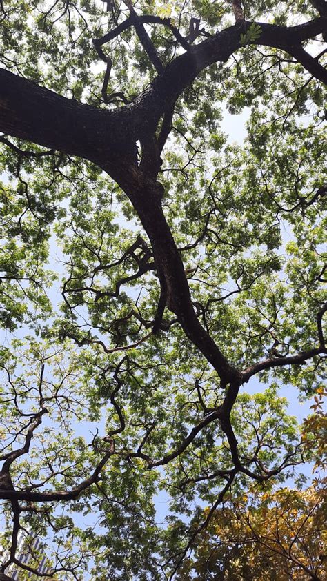 Atc Tree 🌳 Ritookapictureph