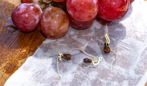 ¿cómo Germinar Semillas De Uva Huerto En Casa