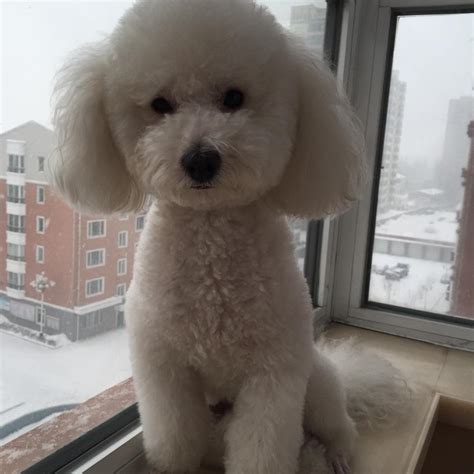 博洛尼亚犬 博洛尼亚犬图片 博洛尼亚 第3页 大山谷图库