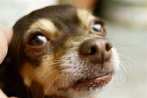 Sex Assault On Chihuahua Gets Ex Convict 10 Years