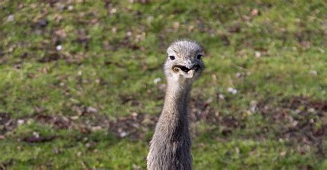 Darwins Rhea Flamingo Land Resort