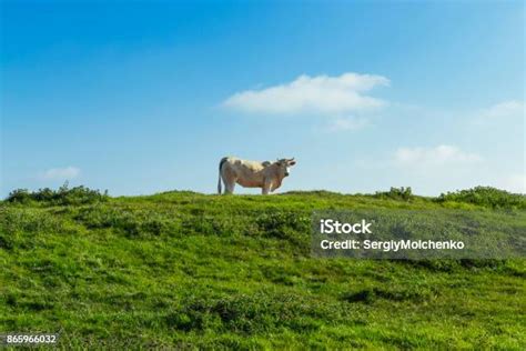 잔디 그린 필드에는 밝은 화창한 날에 방목 하는 소 노르망디 프랑스 가축 사육 및 산업 농업 개념 여름 Countriside 조 경 및 길 들 여 진 가축 목장 가축떼에