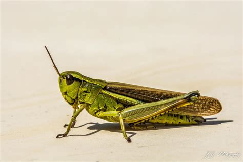 Hopper Grasshopper By Lueap On Deviantart
