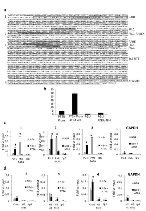Regulation Of Pten Expression A The Sequence Of The Promoter Region
