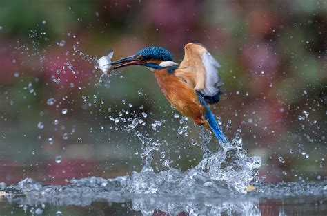 Gotcha Photograph By Alessandro Rossini Fine Art America