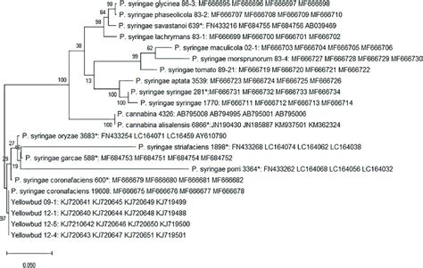 maximum parsimony tree based on nucleotide sequences of housekeeping