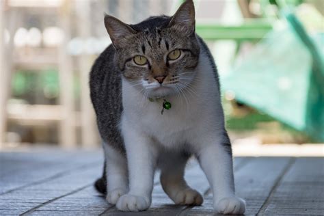 駆け寄ってみたものの 一日一猫