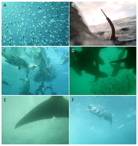 Multi Predator Assemblages Dive Type Bathymetry And Sex Influence Foraging Success And