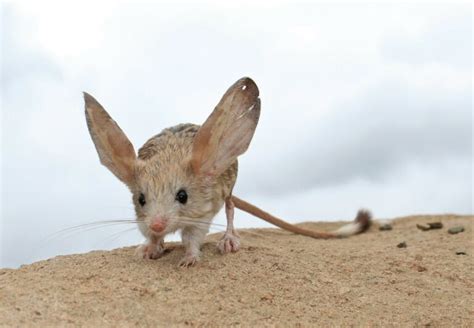 Long Eared Jerboa Interesting Animals