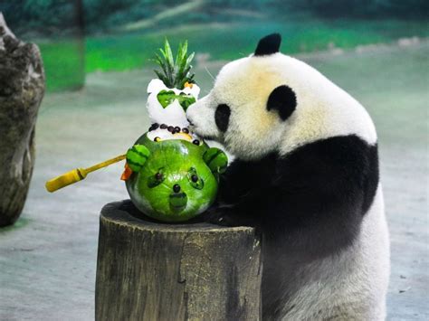大貓熊「圓仔」將滿4歲 動物園獻上蛋糕 亞太新聞網 Ata News
