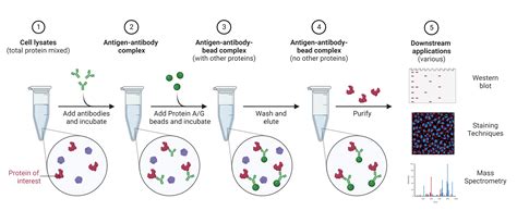 Co Ip Lysis Buffer Recipe Bryont Blog