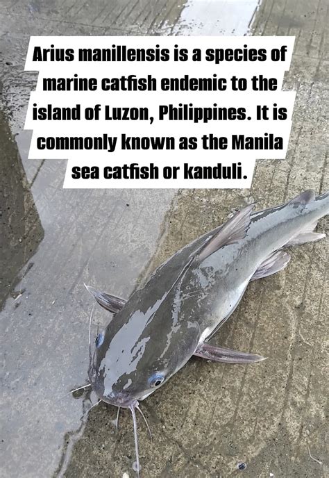 Saizone Tv Arius Manillensis Is A Species Of Marine Facebook
