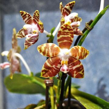 GKZ植物事典ファレノプシスアンボイネンシス