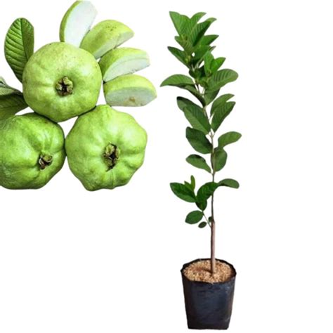 Jual Bibit Tanaman Jambu Kristal Putih Super Jumbo Shopee Indonesia